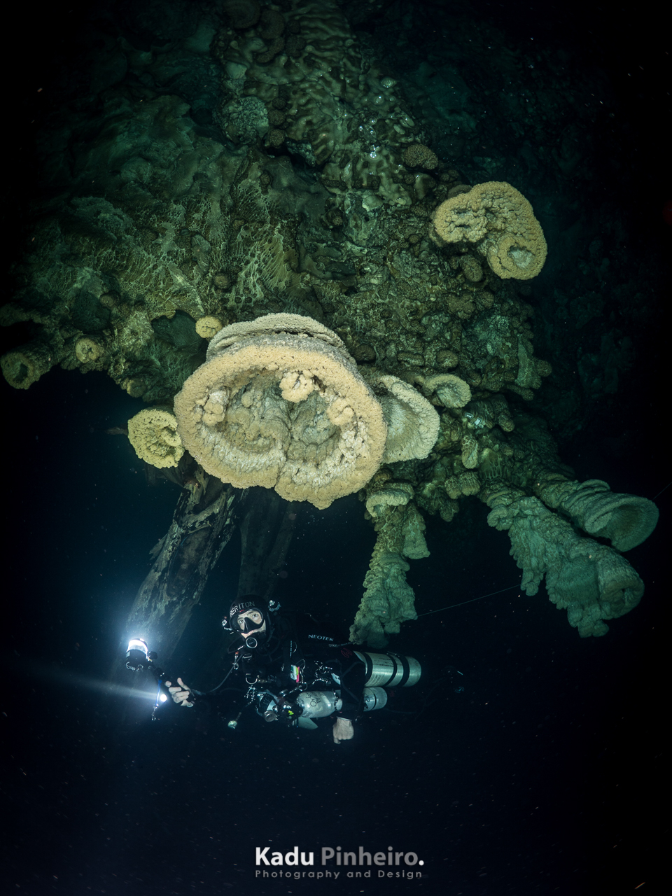 Cenote Hells Bells – Sea Explorers